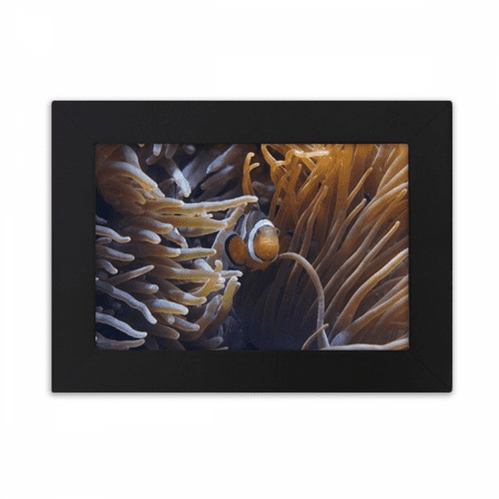 ocean anem fish science nature desktop photo frame ornaments picture ...