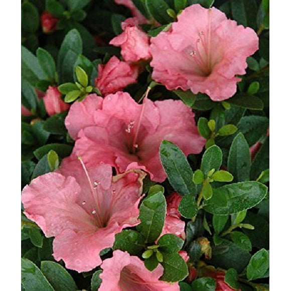 Azalea Dwarf