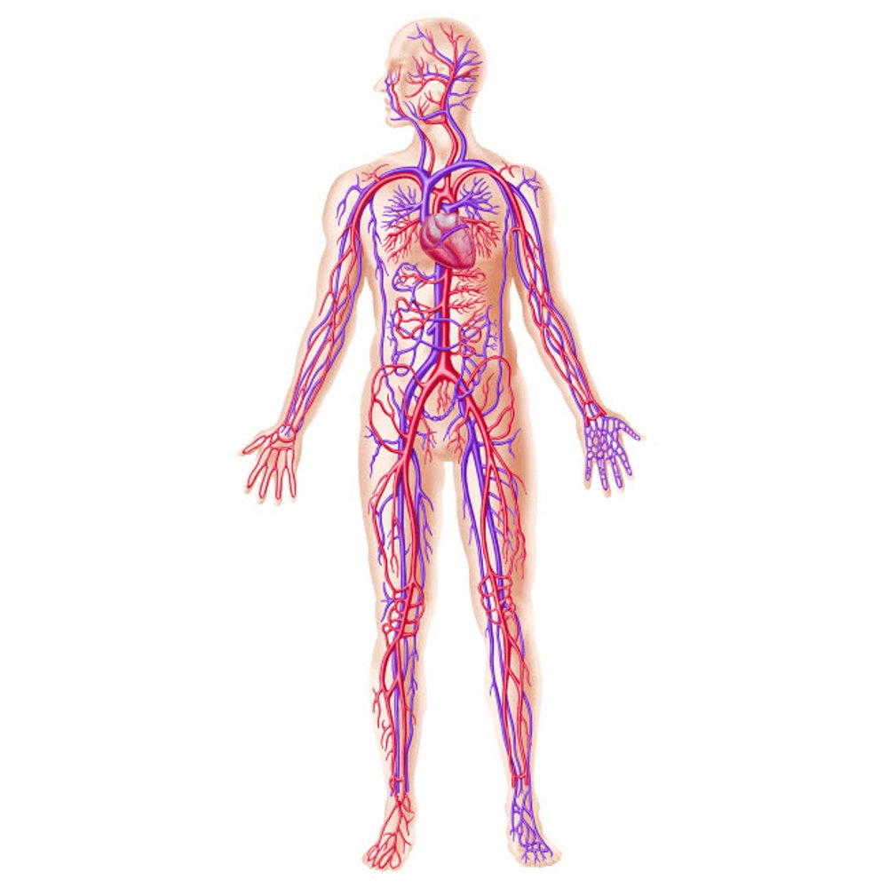 Anatomy Of Human Circulatory System Poster Print By Leonello Calvetti anatomy-of-human-circulatory-system-poster-print-by-leonello-calvetti
