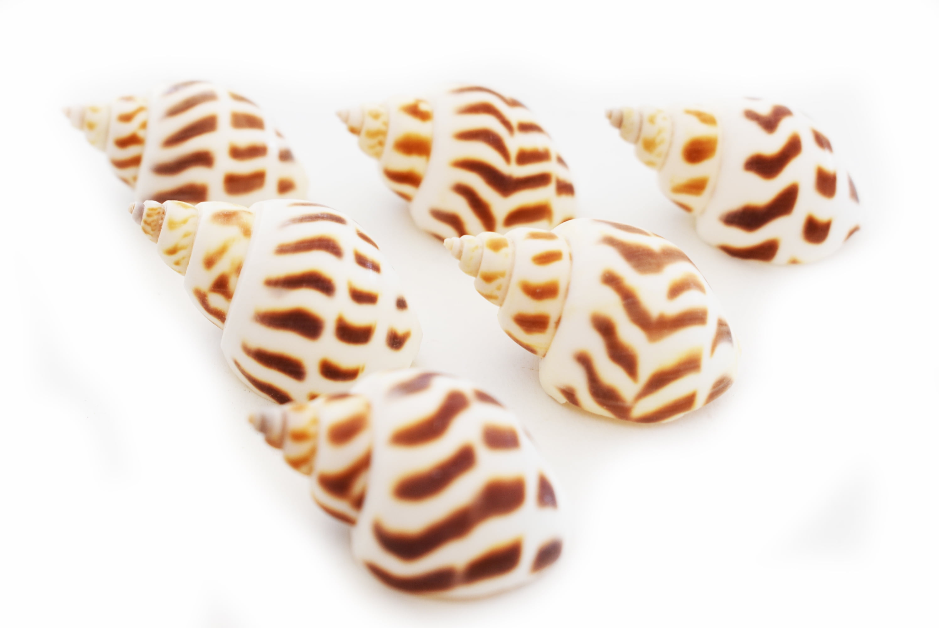 Set of 6 Babylonia Areolata Shells Seashells (1-1.5" / 25-37mm) Beach ...