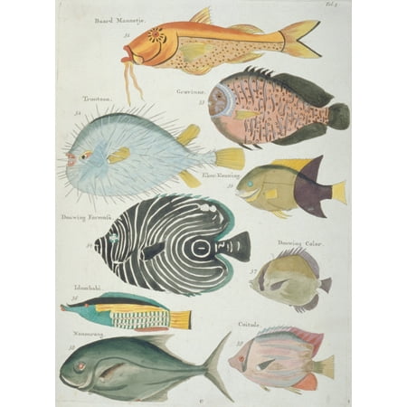 Colourful Illustration Of Nine Fish Poster Print By Mary Evans Natural ...