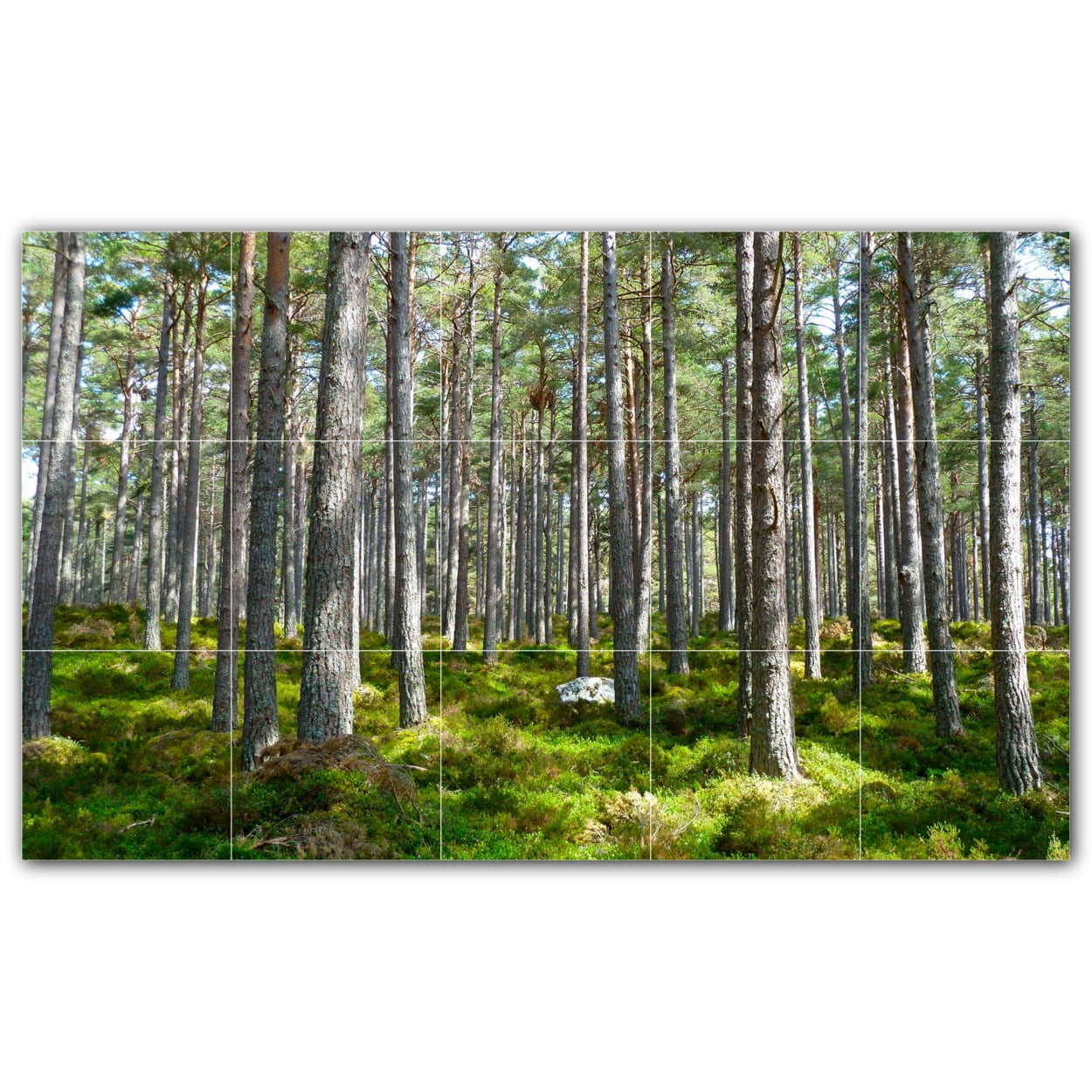 Picture-Tiles.com: Trees Ceramic Tile Wall Mural WAL501034-53XL. 60"W x ...