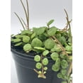 String of Turtles, Peperomia prostrata, Vining Plant, Live in a 4 inch Pot by BubbleBlooms ...