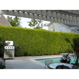 Podocarpus Macrophyllus - 12 Live Plants - 4" Pots Japanese Yew Live ...