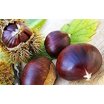 Colossal Chestnut Tree Seeds - Grow Huge Chestnuts - Castanea sp ...