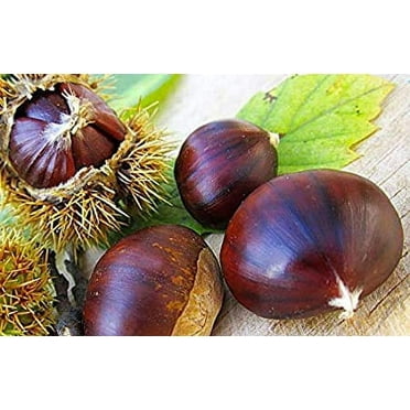 Colossal Chestnut Tree Seeds - Grow Huge Chestnuts - Castanea sp ...