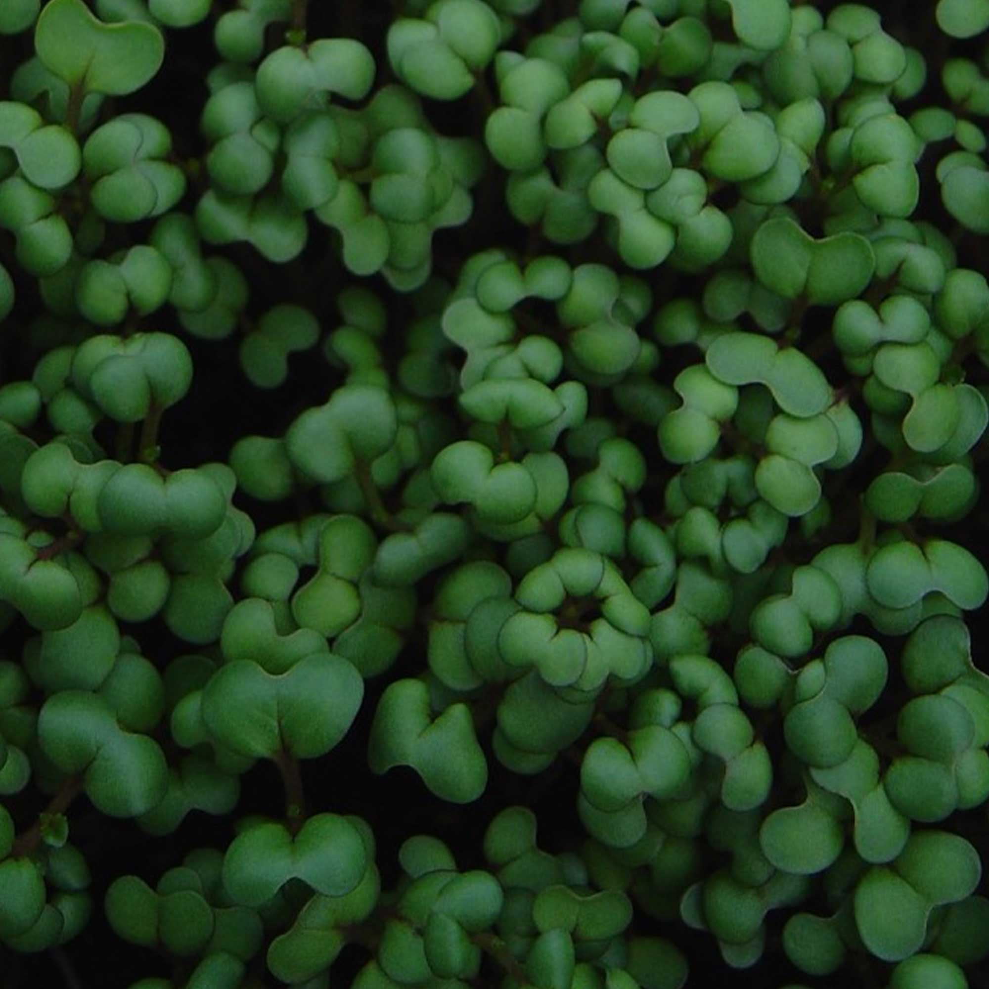 Mustard Seeds - Cho Kara - 5 Lb Bulk ~1120000 Seeds - Non-GMO, Heirloom ...