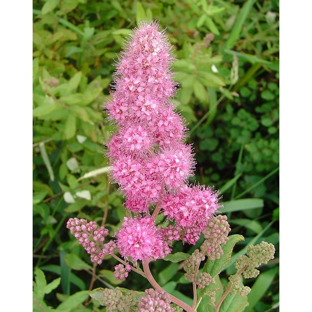 50 ROSE DOUGLAS SPIREA Pink Hardhack Steeple Bush Spiraea Douglasii ...