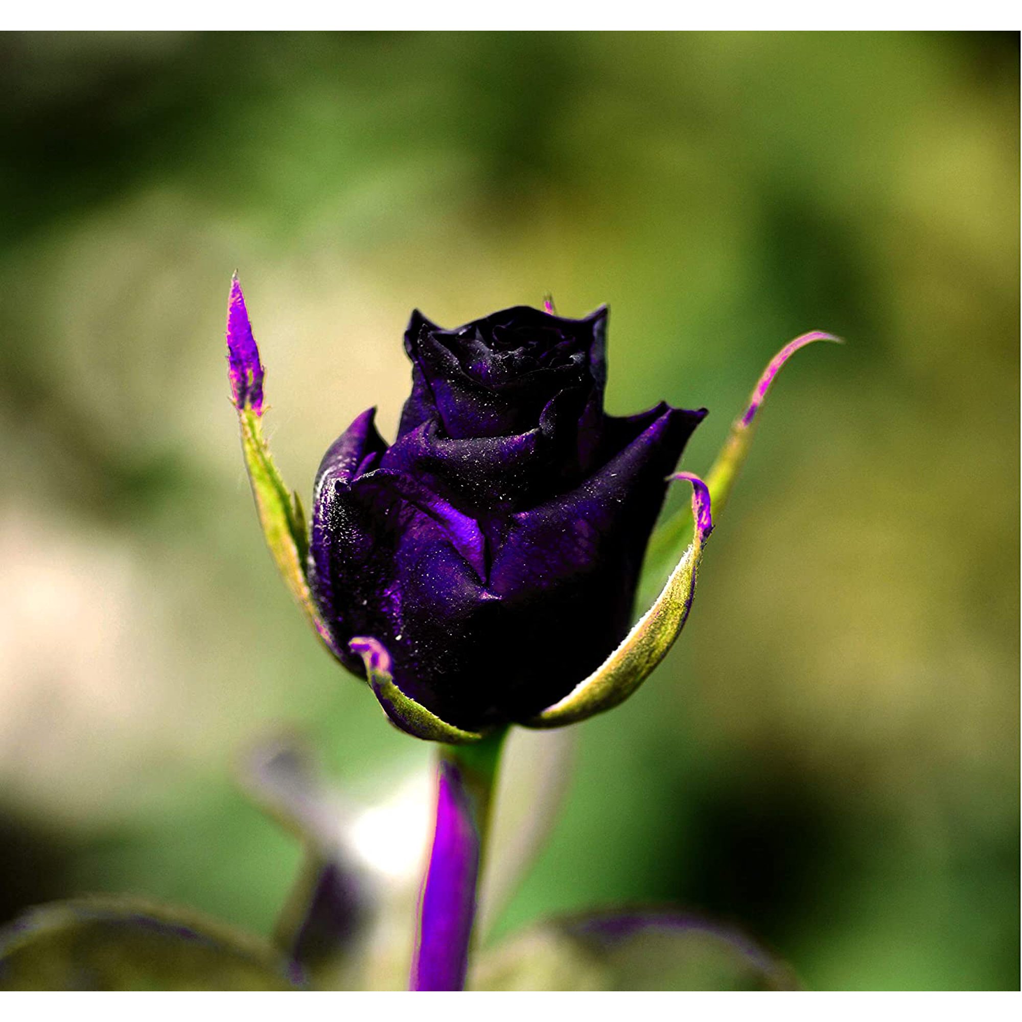 Purple Rose Black Background