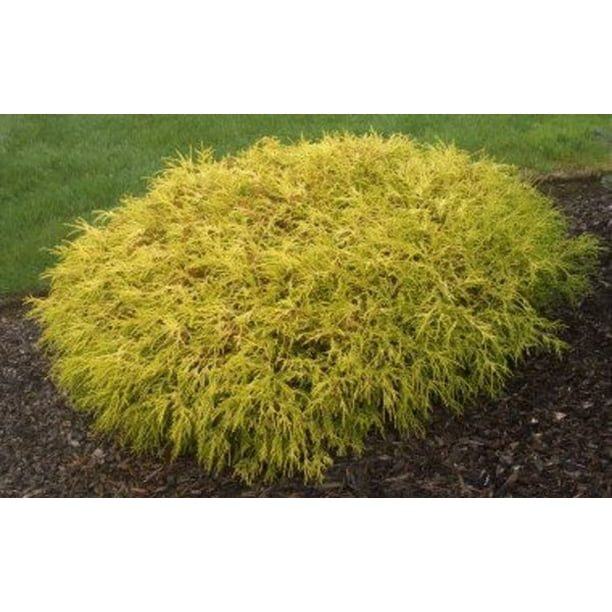 False Cypress Shrub