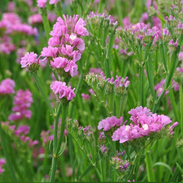 Statice Flower Garden Seeds - QIS Series - Rose - 1000 Seeds - Annual ...