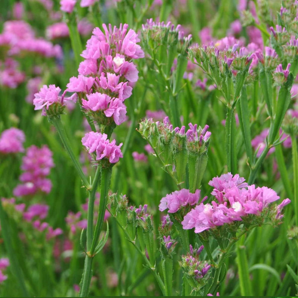 Statice Flower Garden Seeds - QIS Series - Rose - 1000 Seeds - Annual ...