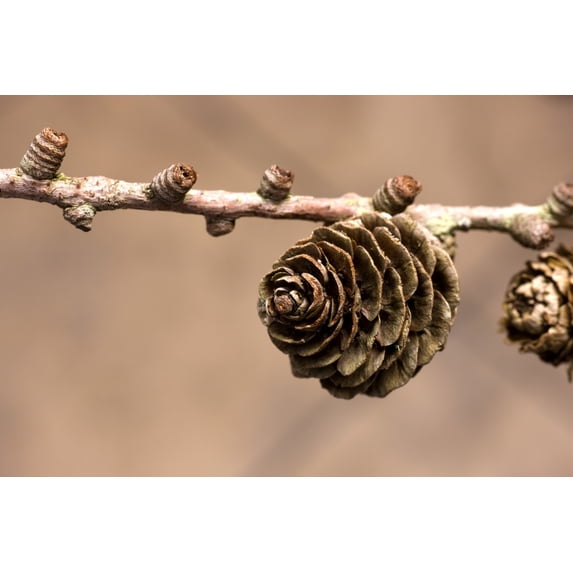 A Conifer Cone On A Tree Branch Canvas Art - John Short Design Pics (19 ...