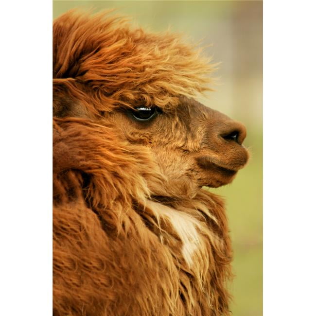 Posterazzi DPI1767424LARGE Profile of A Camelid Poster Print by Con ...
