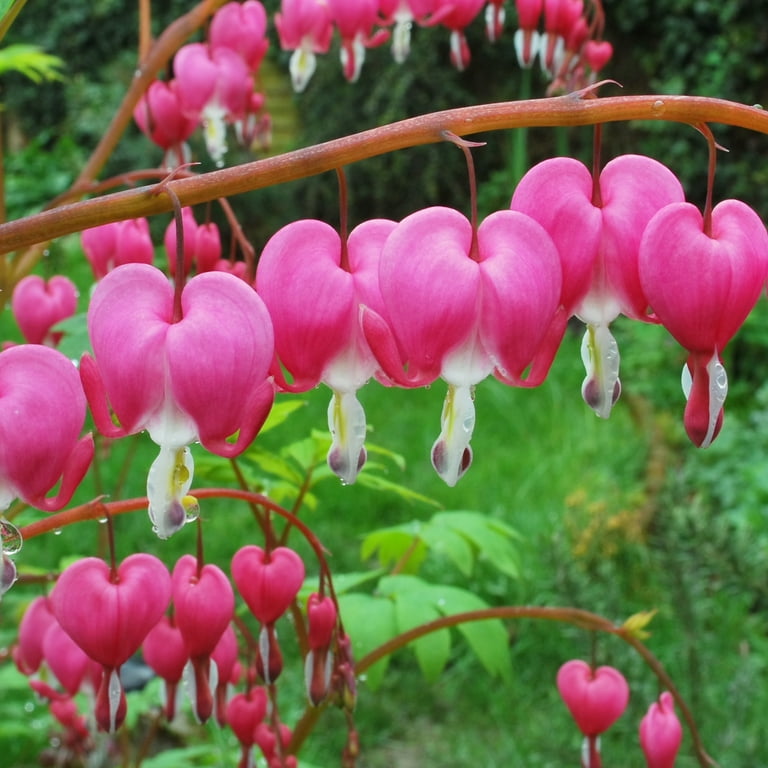 Prettiest Pink Flowers In The World