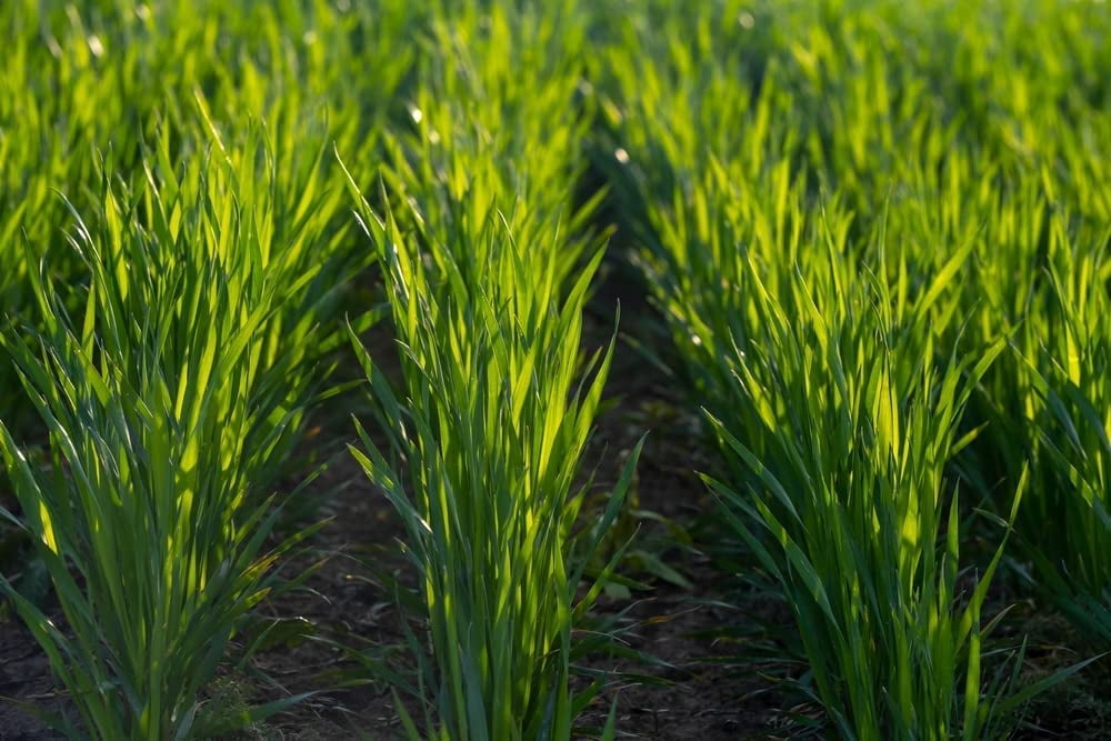 20 Pounds Premium Winter Rye Cover Crop Seeds - Non-GMO Rye Grain ...