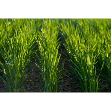 Winter Rye Seeds, 25 Lbs Bulk, Non-GMO - Ideal for Planting, Grass ...