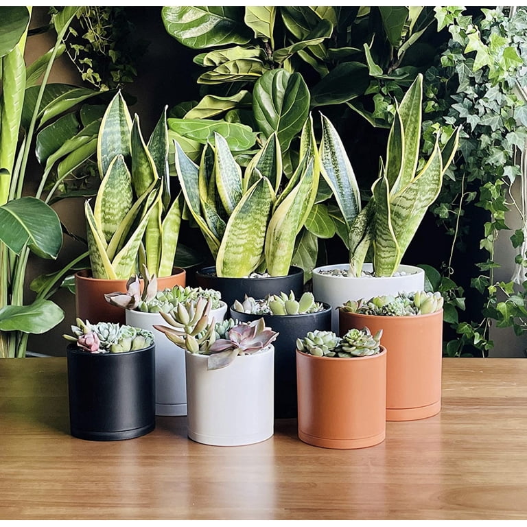 Elegant Plant Pots