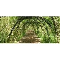 Red Flame Willow Trees - Burning Bush - Fast Growing and Stunning Color ...