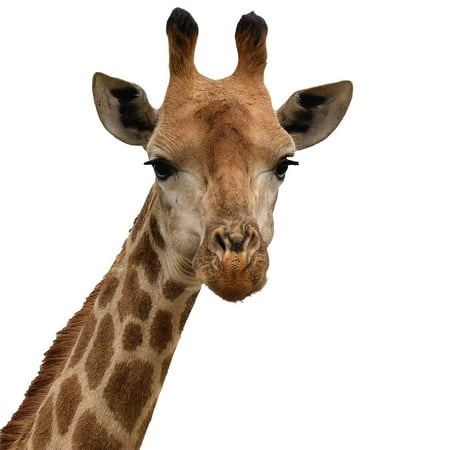 Giraffe Stickers Window Decor Wall Decals - Funny Animal Wall Stickers ...