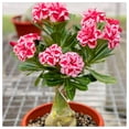 Adenium Obesum for Planting-(Non-Artificial)-Simple to Cultivate Fast ...