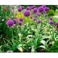 20 Giant Ball Onion Allium Christophii Purple Planting Seeds, Perennial ...