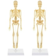 Anatomy Mannequins
