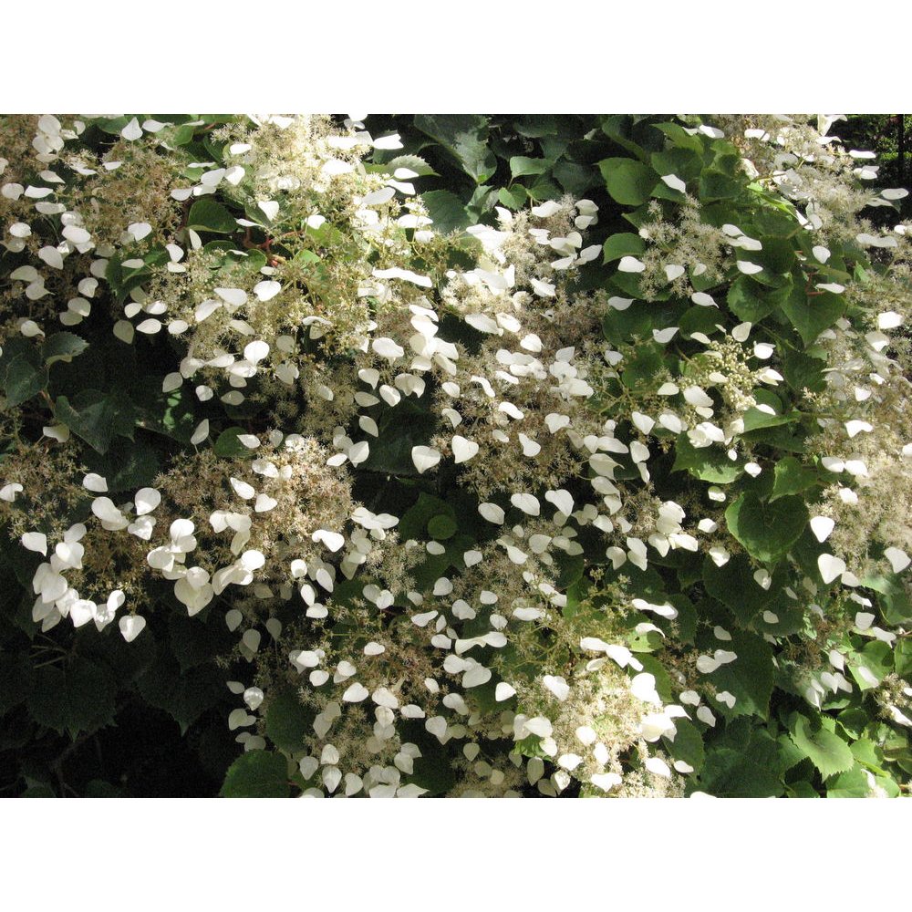 RARE Moonlight Hydrangea Vine Plant - Shade - Schizophragma - 4" Pot ...