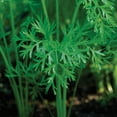 Burpee Organic Short 'n Sweet Carrot Seeds - Non-GMO, Easy to Grow ...