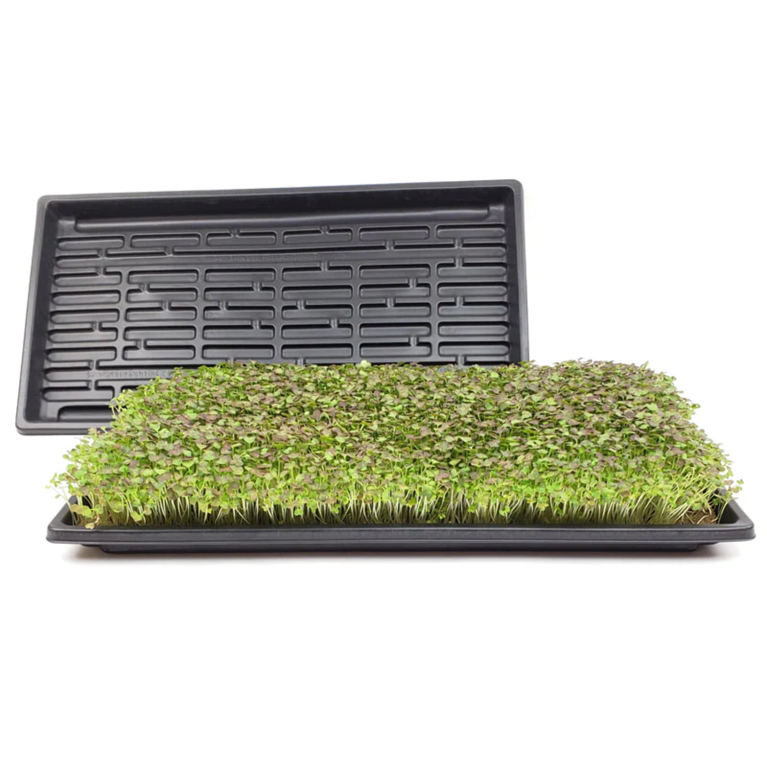 Microgreen Growing Trays (No Drainage) - Walmart.com