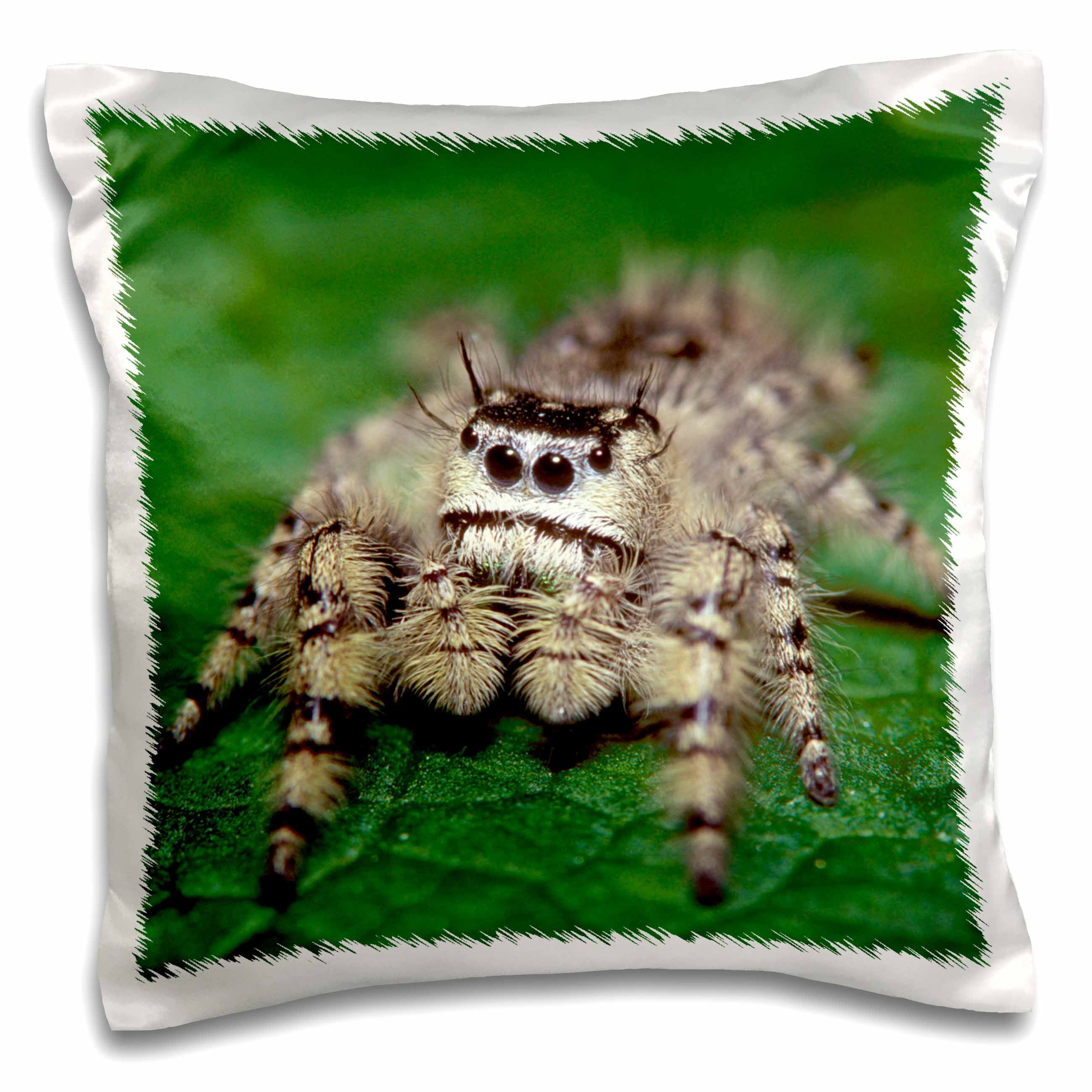3dRose Metaphid Jumping spider - NA02 AJE0305 - Adam Jones - Pillow ...