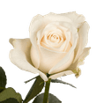 Real Long Bulk Ivory Roses - 100 Fresh Cut Stems for Express Delivery ...