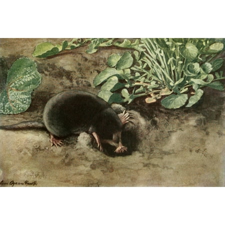 EAN 7433138733701 - Wild Animals of N America 1918 Star-nosed Mole ...