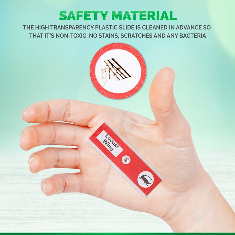 Prepared Microscope Slides For Kids