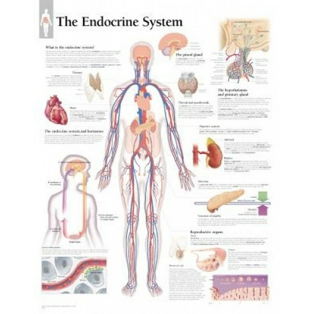The Endocrine System Chart: Laminated Wall Chart - Walmart.ca