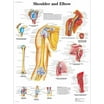 Iconic Arts Laminated 24x24 Poster: Anatomical Charts and Posters ...