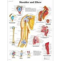 Iconic Arts Laminated 24x24 Poster: Anatomical Charts and Posters ...