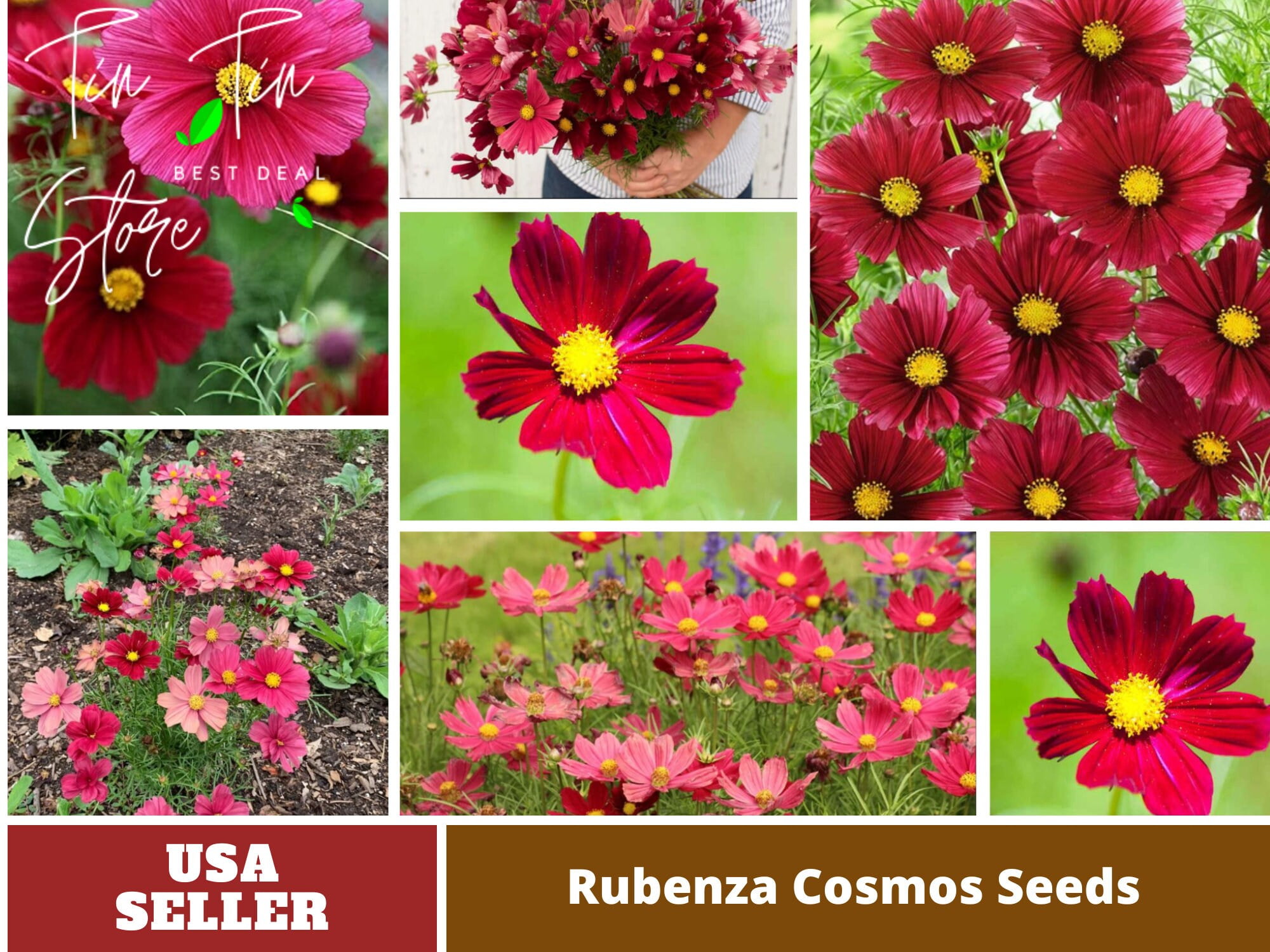 50+ Seeds| Rubenza' Cosmos Seeds Flower Seeds For Planting In The Garden [BUY 3 GET 1 FREE] # ...