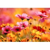 Bulk Seeds, Crazy Mix Cosmos (Cosmos bipinnatus) Non-GMO Seeds - Ships ...