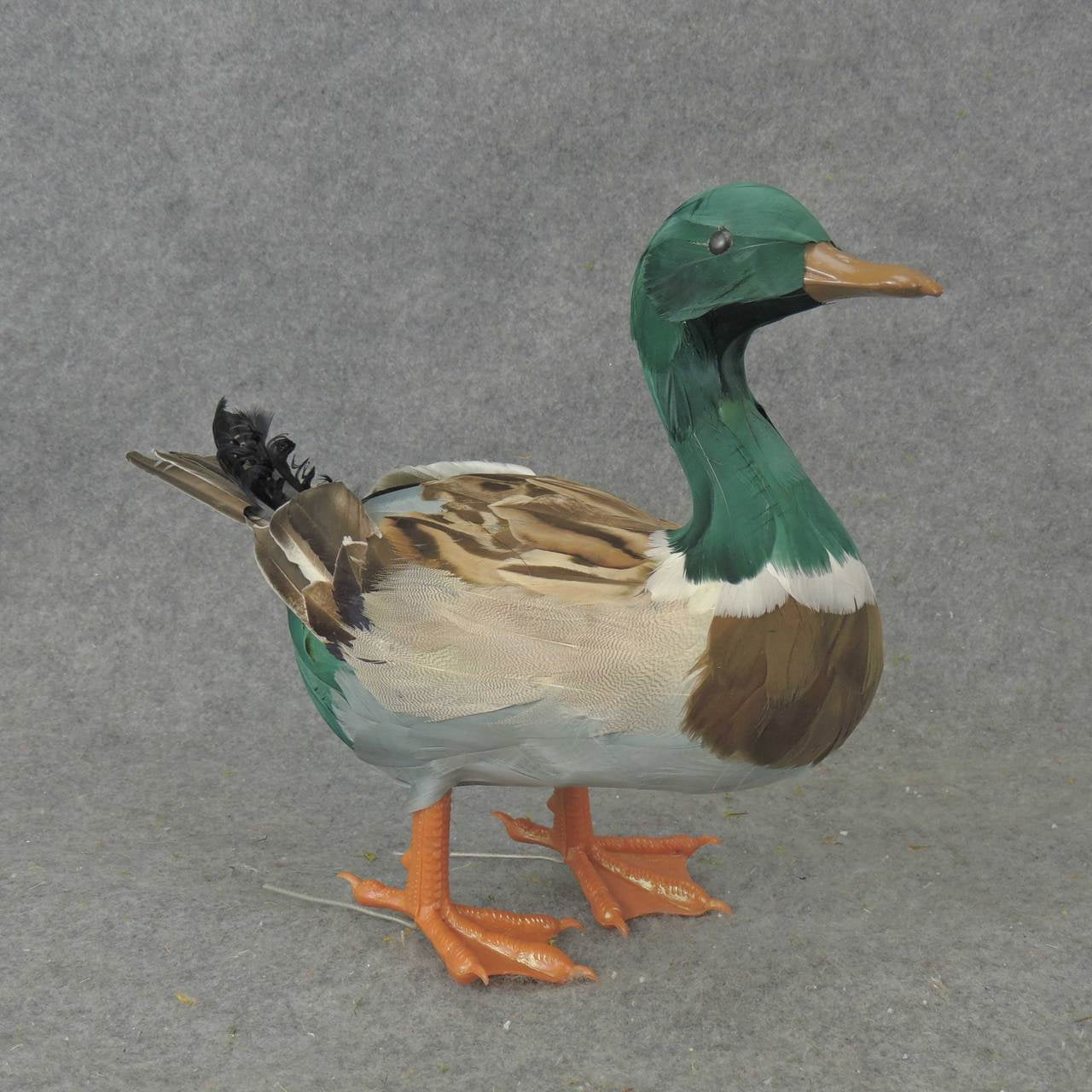 Mallard Ducks Locked Up