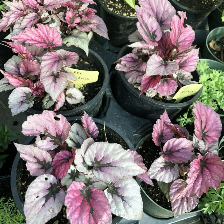 Rex Begonia Leaves