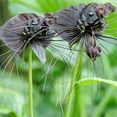 QAUZUY GARDEN Black Bat Flower Seeds - 600 Premium Flower Seeds - Tiger ...