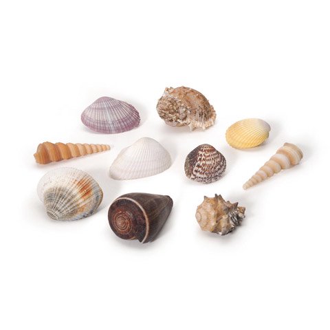 Floral Seashell Assorted Large Natural 500 Grams - Walmart.com
