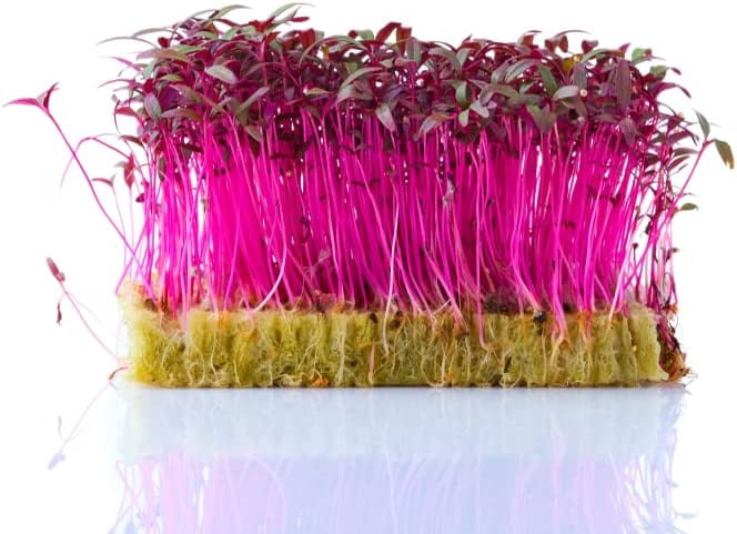 Red Amaranth Microgreen Sprouts Seed for Planting (500 Seeds) - Walmart.com