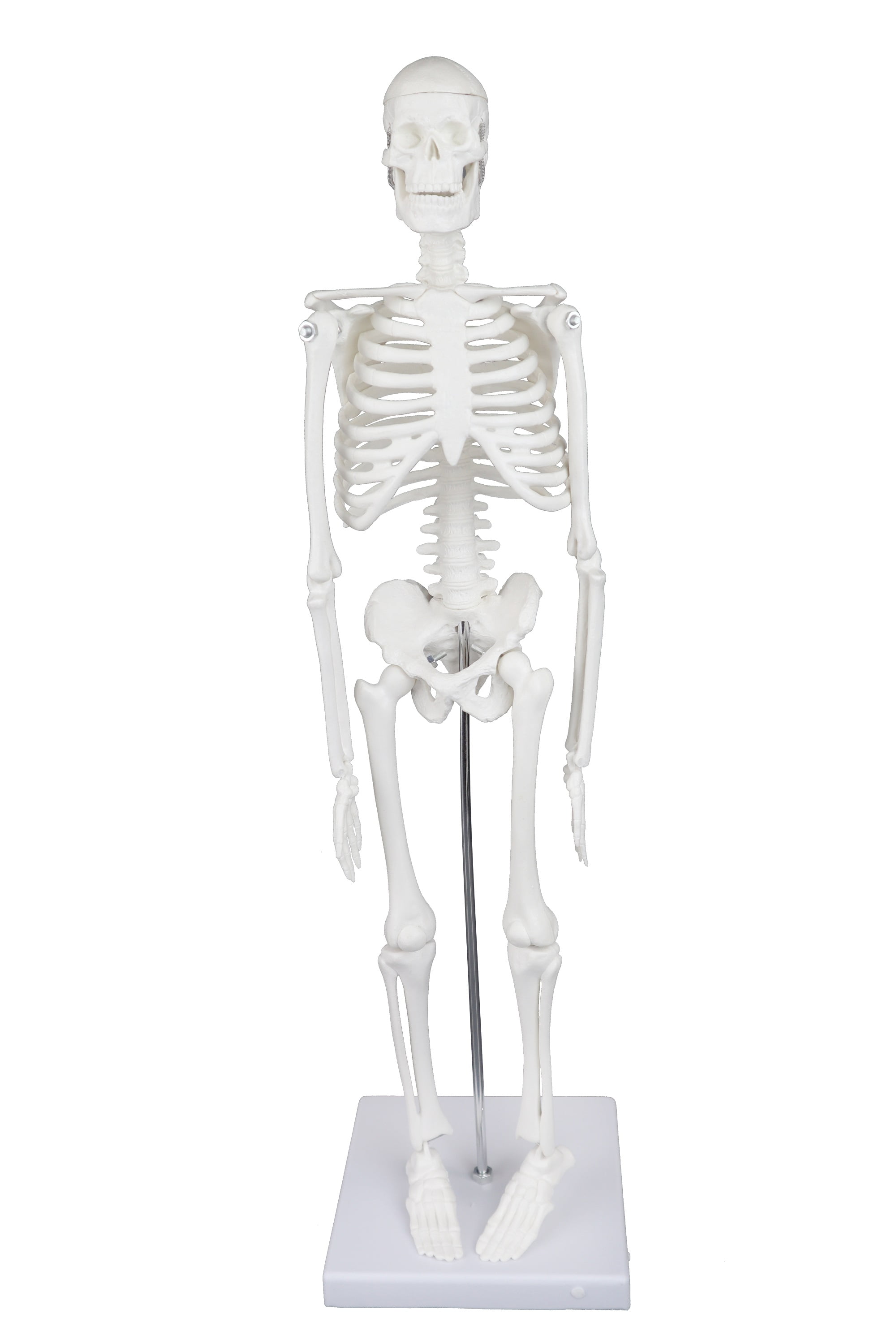 Isaac Technologies IC-B10203 (43cm) Desktop Skeleton | Flexible Arms ...