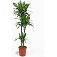 Dracaena Janet Craig Cane - Live Plant in a 10 Inch Pot - Dracaena ...