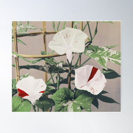 UPC 465448000515 - Retro Japanese Flower Striped Bindweed Flowers (1887 ...