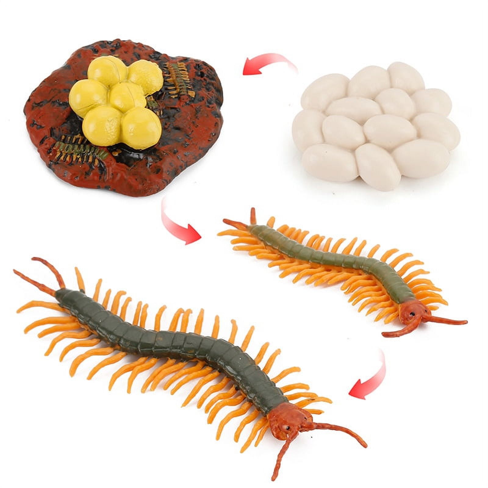 Set de figuras Realistic Centipede Life Cycle, 4 unidades, diseño de ...