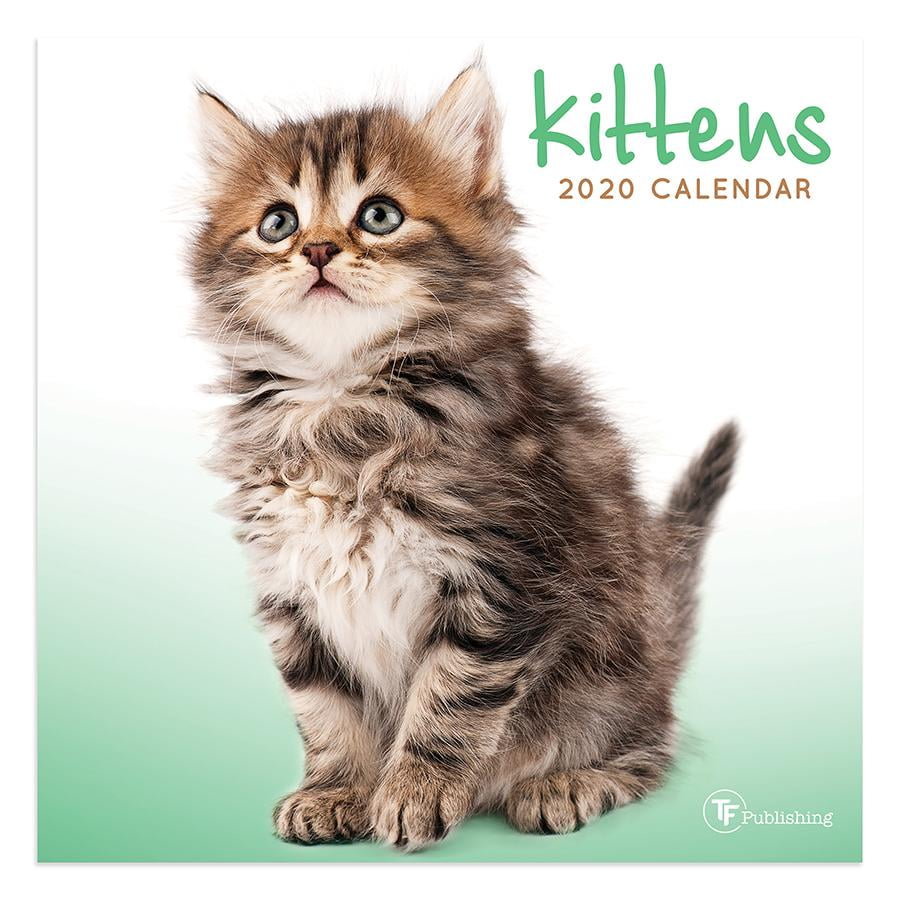 2020 Kittens Mini Calendar - Walmart.com