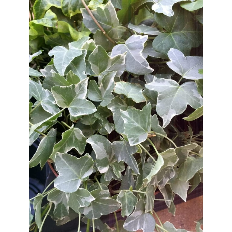 Hedera Helix Indoor Plant